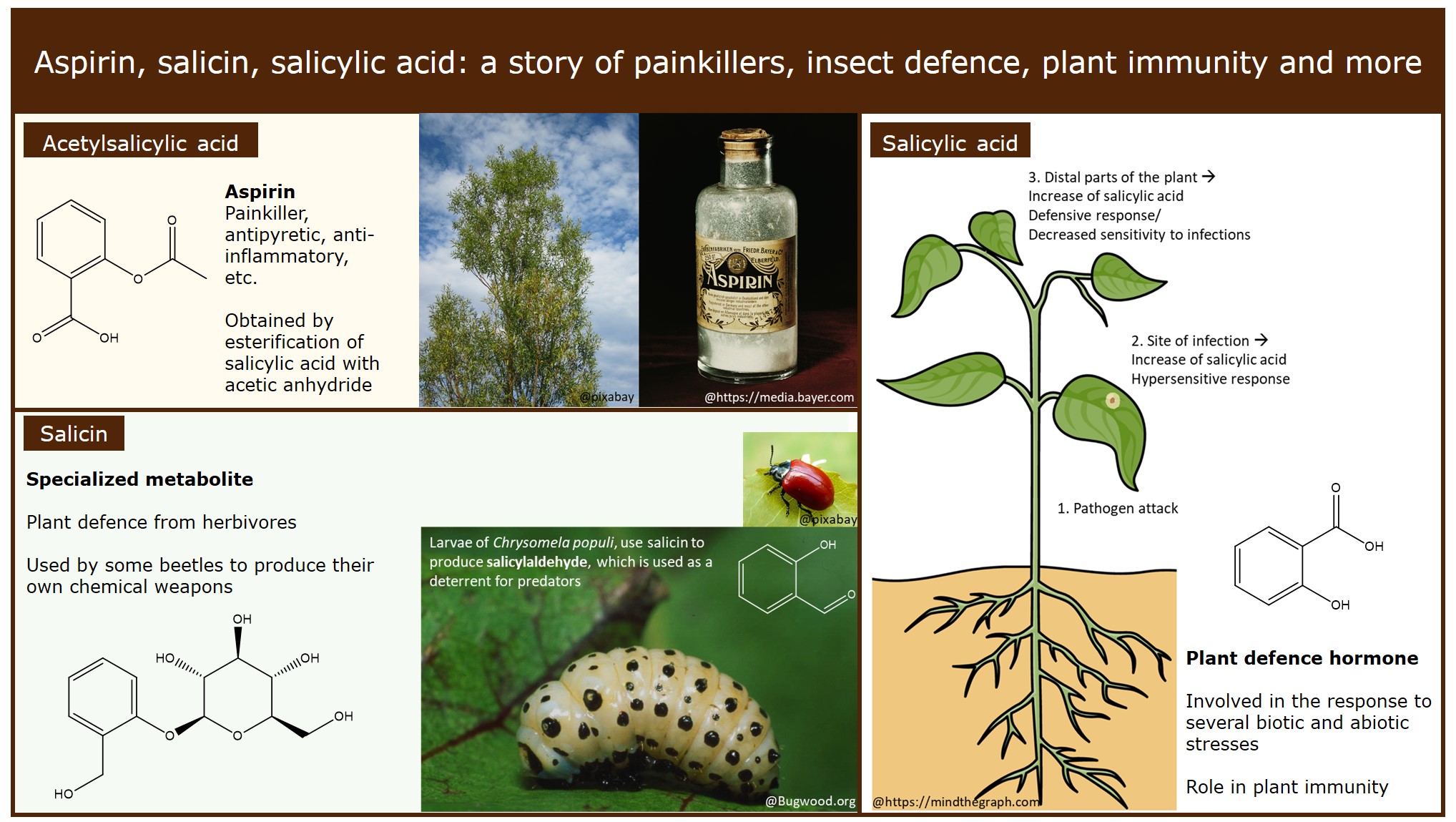 Why do plants produce painkillers? – PhytoChem
