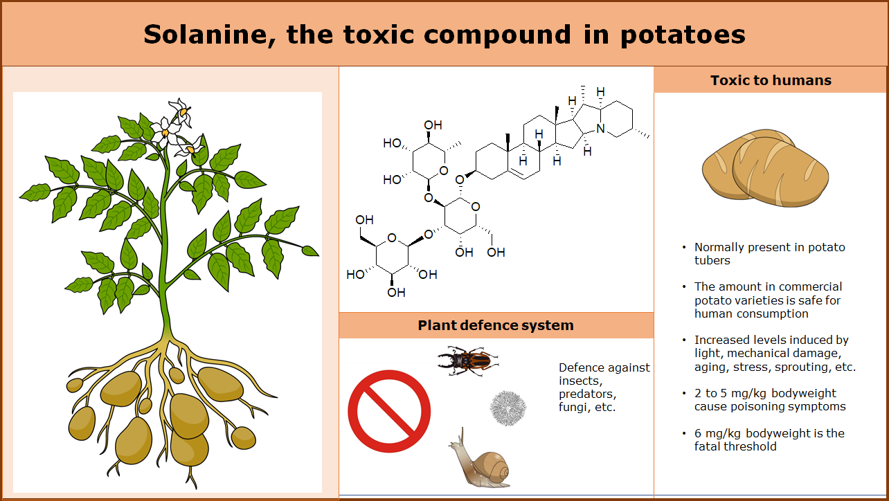 Solanine, the toxic compound in potatoes – PhytoChem
