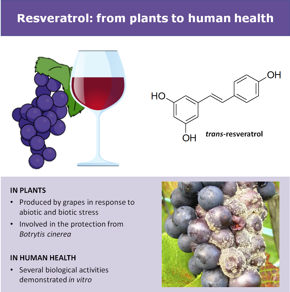 Resveratrol: from plants to human health – PhytoChem