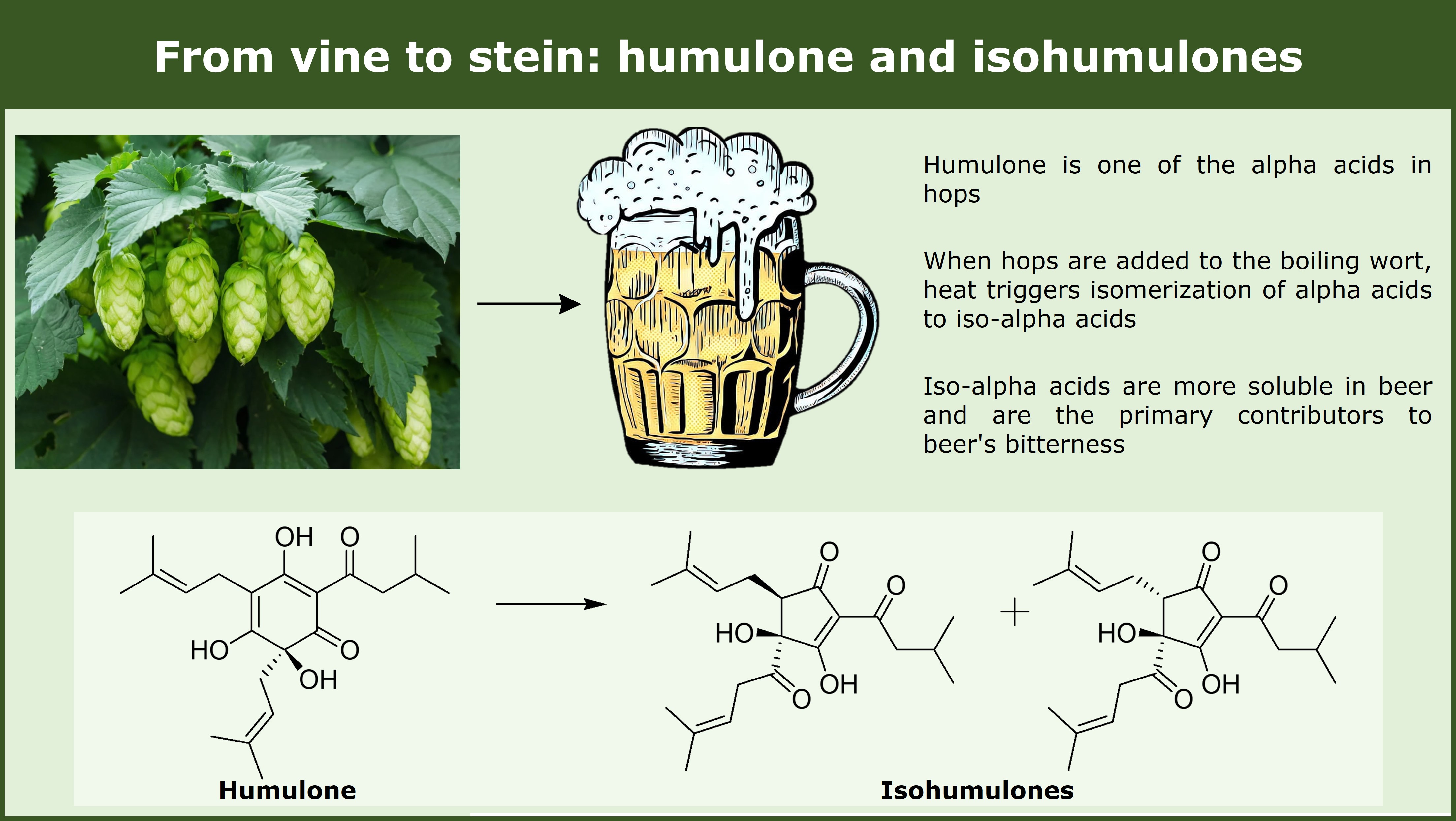 From vine to stein: humulone and isohumulones – PhytoChem